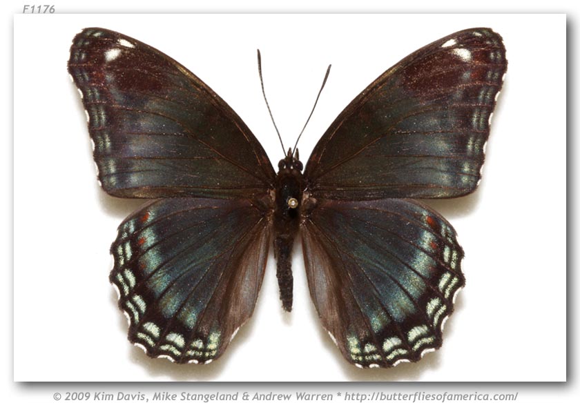 Limenitis arthemis astyanax (pinned specimens, page 4)